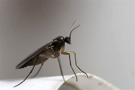 Дэлхийн хамгийн аюултай арван амьтан