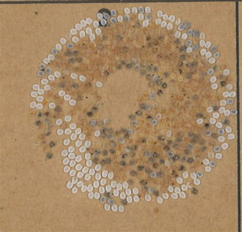 Silkworm Classification Object Detection Dataset And Pre Trained Model By Diseaseclassification
