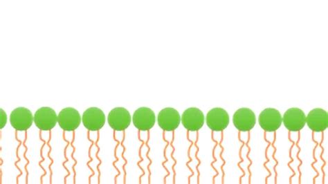 პლაზმური მემბრანა ფოსფოლიპიდი ენდოციტოზი ეგზოციტოზი Youtube