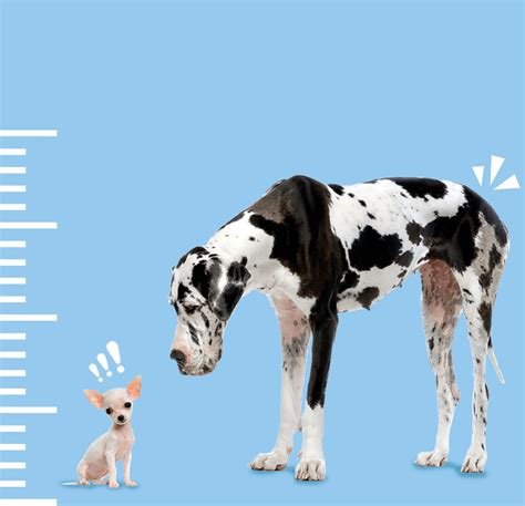 Lista De Razas De Perros Medianos Con Imágenes Perros Pequeños