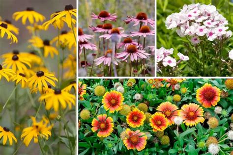 Best Time To Divide Daylilies Expert Tips Garden Lovers Club