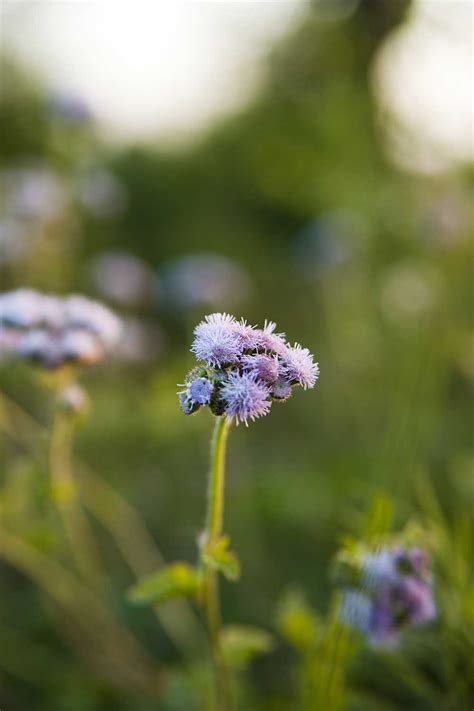 Ahsan Anwar Insearchpk