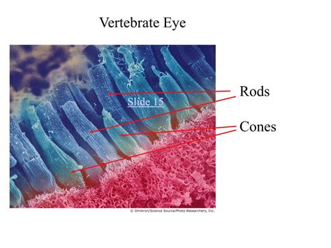 Ppt Single Lens Imaging System Powerpoint Presentation Free Download Id 1793458