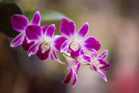 20 Types Of Orchids To Use As Houseplants