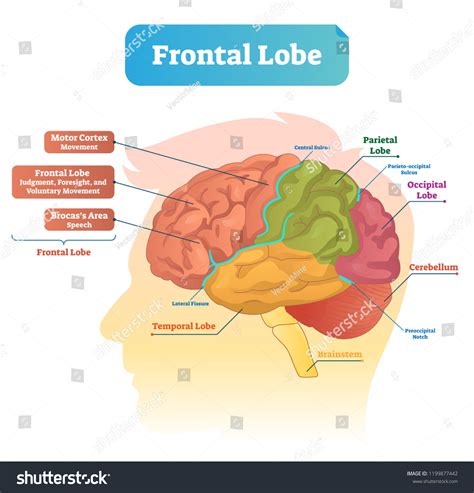 Cerebral Cortex Over 8021 Royalty Free Licensable Stock Illustrations