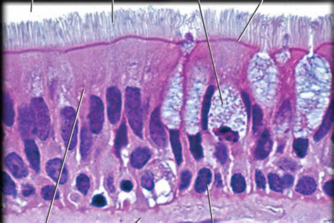 Pseudostratified Ciliated Columnar Epithelium Diagram Quizlet