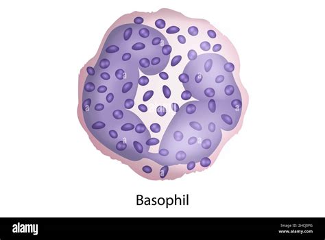 Basophils Function Ranges 43 Off Ar