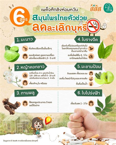 6 สูตรสมุนไพรไทยตัวช่วยลด ละ เลิกบุหรี่ สสส Thaihealth สื่อสารสุข ลดละเลิกบุหรี่ สมุนไพร