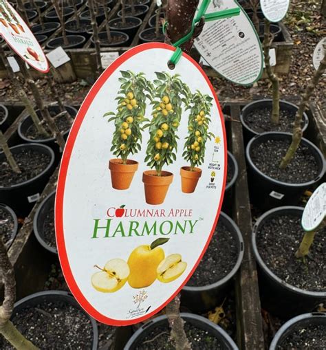 Columnar Trees And Shrubs