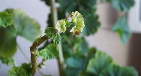 Есенно ПОДРЯЗВАНЕ на мушкатото как се прави за да не остане само на пръчки Инструкции За