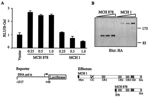 An Amino Terminally Truncated Cdpcut Isoform Is Capable Of