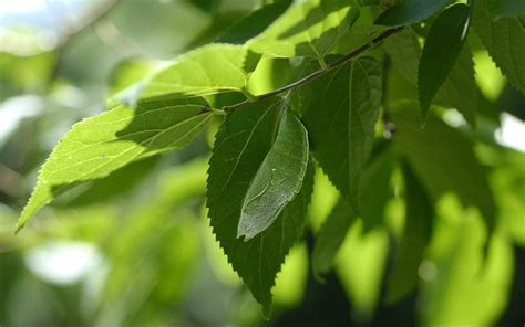 オオムラサキ さなぎ 続虫をさがしに
