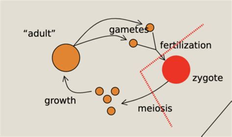 Bio 115 Plants Flashcards Quizlet