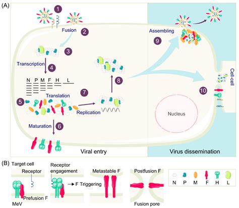 Rubella Virus Vaccine