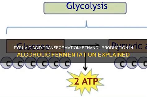 Pyruvic Acid Transformation Ethanol Production In Alcoholic