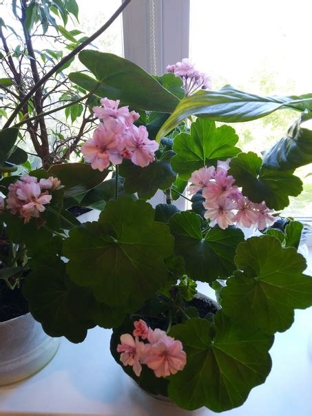 УДОБРЕНИЕ ДЛЯ ГЕРАНИ У вас есть в доме герань А знаете ли вы как ухаживать за геранью чтобы