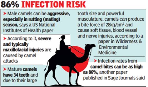 Camel Tramples Bites Drunk Caretaker To Death In Puducherry