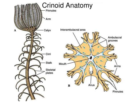 Crinoidea Sea Lilies Anatomy
