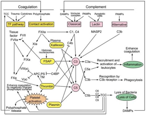 Complement And Coagulation 318 Flashcards Quizlet