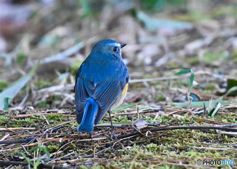 ルリヒタキ By カメラの散歩 （id：10179352） 写真共有サイトphotohito