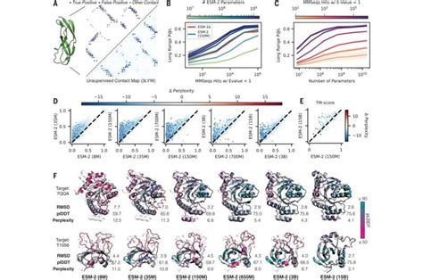 Predicting Protein Folding From Single Sequences With Meta Ai Esm 2