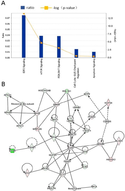Lovastatin Inhibits The Growth Of Nasopharyngeal Carcinoma Cells By