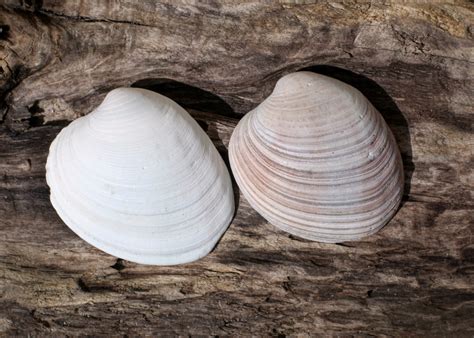 White Clam Shell