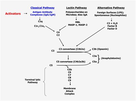 PPT The Complement System PowerPoint Presentation Free Download ID
