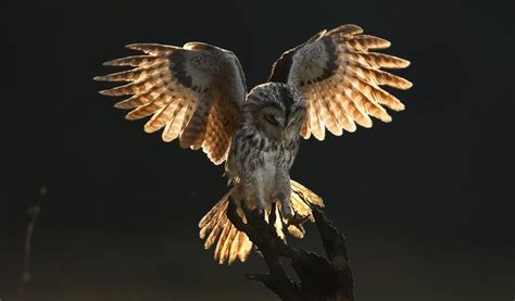 Tawny Owl The Animal Facts Appearance Diet Habitat Behavior