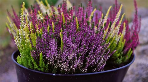 27 Hardy Plants For Winter Container Gardens