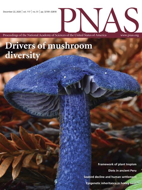 Mesyl Phosphoramidate Backbone Modified Antisense Oligonucleotides