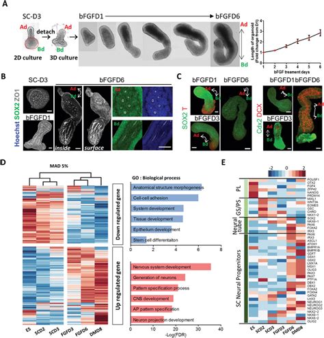 Characterization Of Polarized Cell Patterning And Temporal Gene