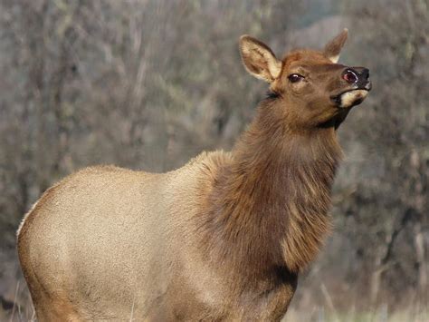 Judge Clears National Park Service Plan For California Tule Elk