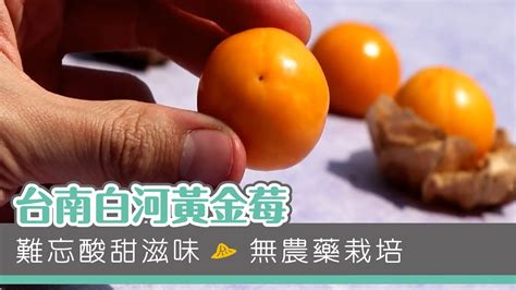 【產地life】台南白河黃金莓 悠活農村 Youtube