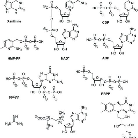 Overview Of Classes Of Functional Nucleic Acids With Selected