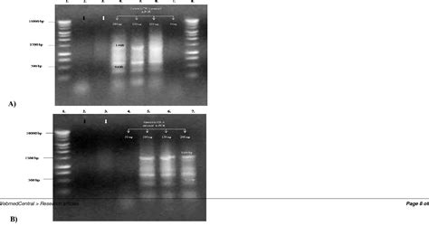 Figure 1 From Amplification Cloning And Characterization Of Rna Helicase Gene From Aedes