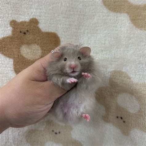 골든햄스터분양 선셋햄스터리 분양 가능한 햄스터 23 09 30 네이버 블로그