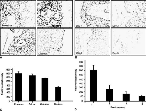 Collagen Content Of Mouse Endometrium During Estrous Cycle And Download Scientific Diagram