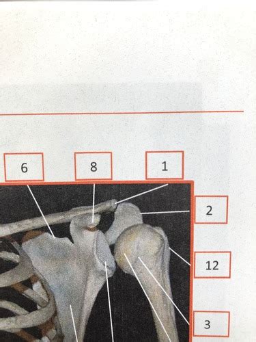 Biol 223 Lab 3 Flashcards Quizlet