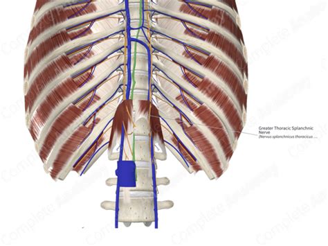 Splanchnic Nerve An Overview Sciencedirect Topics