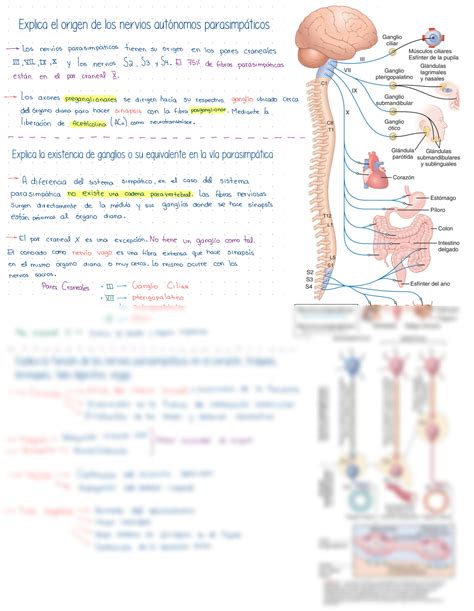 SOLUTION Sistema Nervioso Simp Tico Y Parasimp Tico Studypool