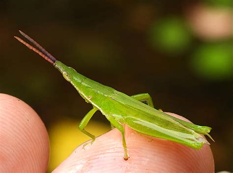 Northern Grass Pyrgomorph From Wightman Reserve Arana Hills Qld