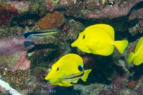 キイロハギ ダイバーの海水魚図鑑 Shiny Ace