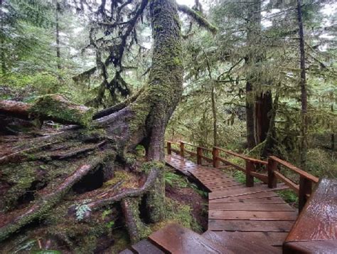 Pacific Rim National Park Reserve Wildlife Watching Vanisle Wildlife