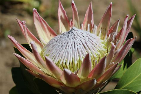 King Protea Photograph By Wendy Meyer Pixels