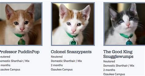 Someone At The Wisconsin Humane Society Is Really Good At Naming Cats