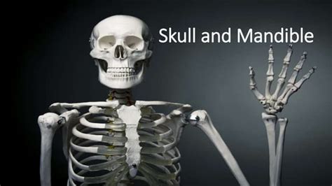 Sex Determination Through Human Skullpptx