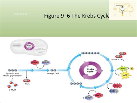 Ppt Cellular Respiration Powerpoint Presentation Free Download Id 6448185