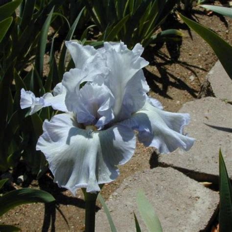 Iris Howard Baker In The Irises Database