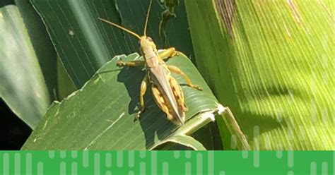 Grasshoppers Expected To Hit Western Us Fields This Season Fbn